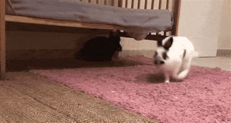 Why Do Rabbits Binky Rabbit Binkying Explained Chewy