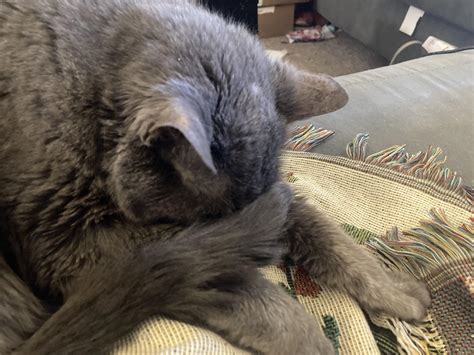 She Sleep Scrolller