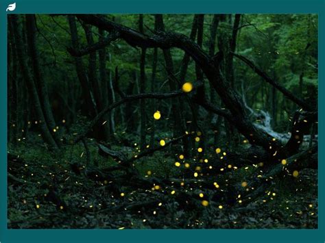 Are Fireflies Going Extinct Discover Why Firefly Survival Matters