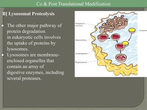 Co And Post Translation Modification Ppt