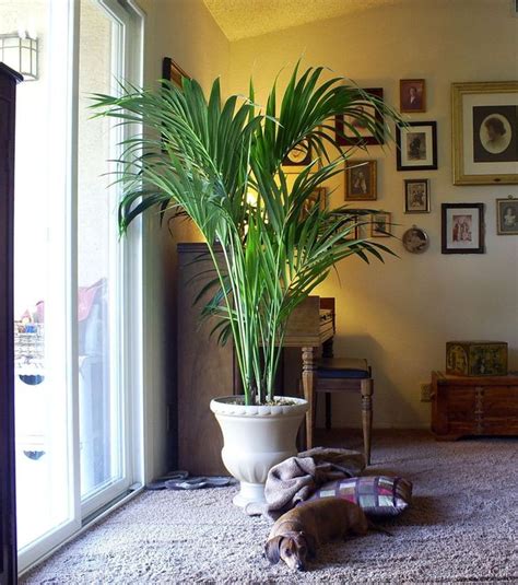 20 Low Light Plants That Actually Thrive In Your Office Space Plantisima