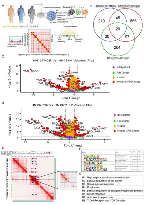 Analysis Of Chromatin Interaction Profiles And Domain Activity Of Head