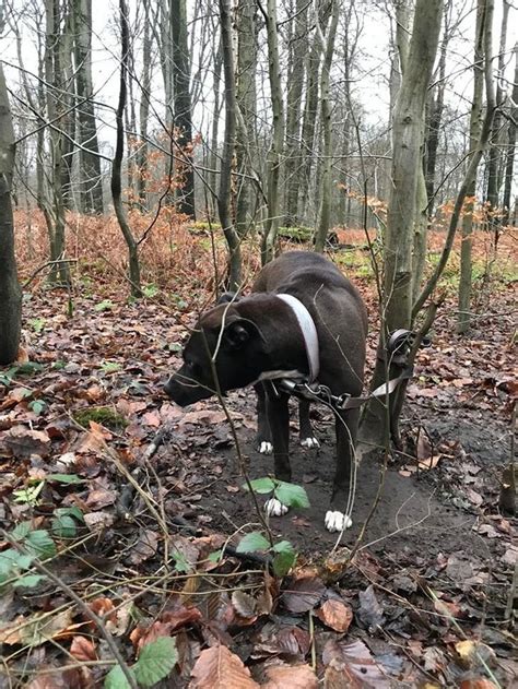 Twee Ruiters Vinden Vastgebonden Hond In Bos De Zorghoeve Vangt