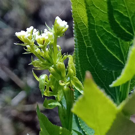 Légumes Perpétuels Bios Chervis Plantes Gourmandes Belles Et Comestibles