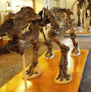 Museum Of Natural History Geology And Paleontology Section Florence
