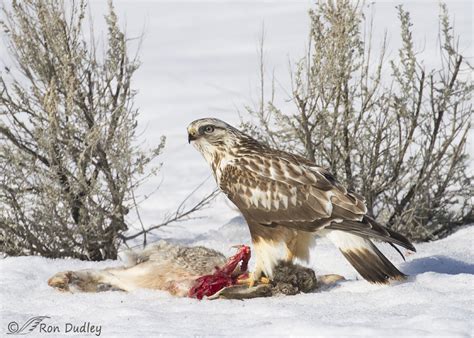 Hawks Killing Hawk Kills Squirrel Funnydogtv Перевод Hawks Kill