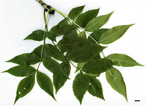 Fraxinus Excelsior Trees And Shrubs Online