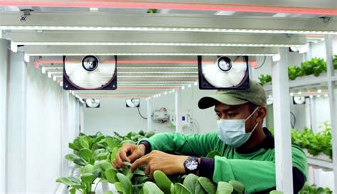 Berkebun Di Kontainer
