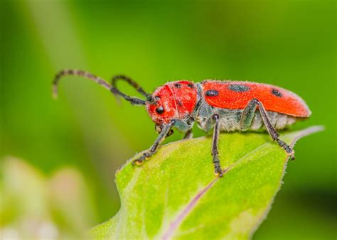 10 Red Insects In Florida 2023 Guide The Gardening Dad