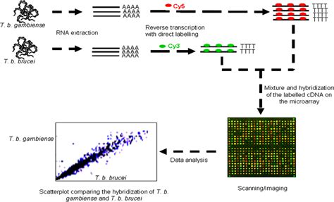 The Principle Of Mrna Expression Analysis Using The Microarray Download Scientific Diagram