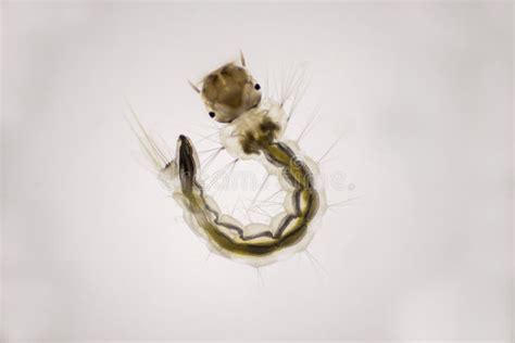 Close Up Mosquito Larvae In Light Microscope Larvae Under A Microscope For Use As Background