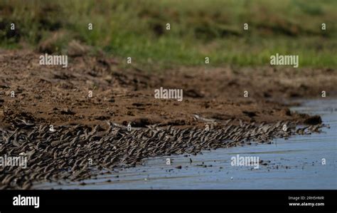 What Seems Like Hundreds Of Hatchings On The Shore Rajasthan India Incredible Images Show The