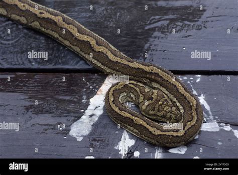 Adult Coastal Carpet Python