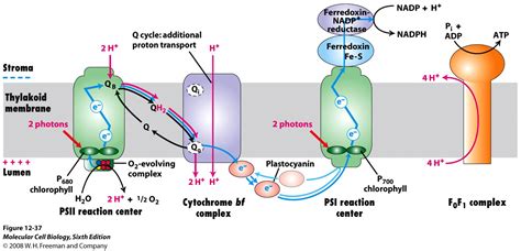 Thylakoid Membrane Photosynthesis