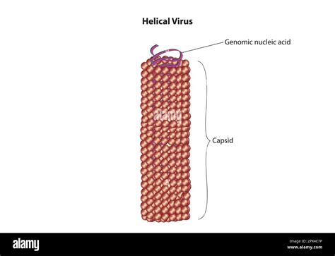 Virus Drawing Labeled