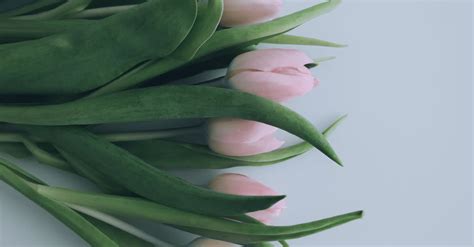 흰색 튤립 다발 · 무료 스톡 사진