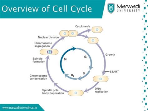 Eukaryotic Dna Replication Pptx