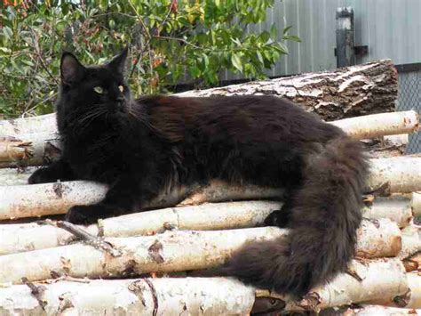 19 Mesmerizing Black Maine Coons That Redefine Beauty Maine Coon Finder