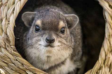 Rock Hyrax San Diego Zoo Animals And Plants