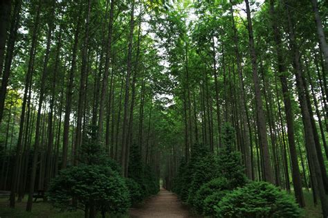 편백 나무 편백나무 숲 길 Kostenloses Foto Auf Pixabay Pixabay