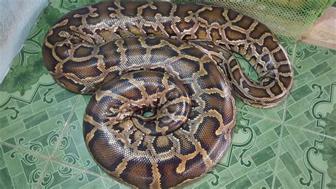 Bohol Python And Wildlife Park All You Need To Know Before You Go 2025
