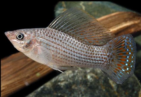 Green Sailfin Molly Local Only No Out Of State Shipping