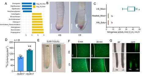 Isme Journal 福建农林大学廖红团队钟永嘉课题组揭示氮调控禾本科作物招募富集联合固氮菌的关键信号物质和机制