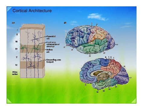07a Association Cortex Frontal Lobe