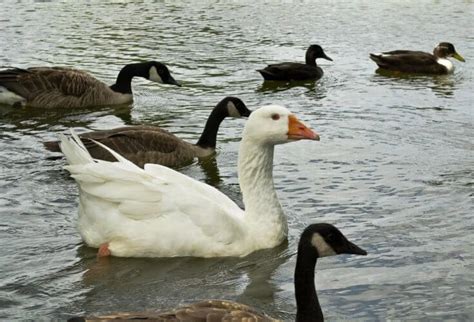 Goose Vs Duck All Differences And Similarities 57 OFF
