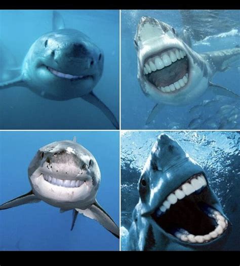 Sharks With Human Teeth Funny Shark Pictures
