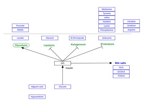Glucose Homeostasis Wp661 Homo Sapiens Wikipathways