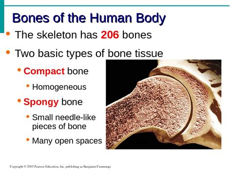 The Skeletal System Structure Function And Diseases
