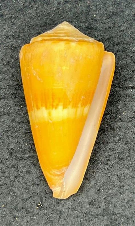 Conus Daucus — Litosphera