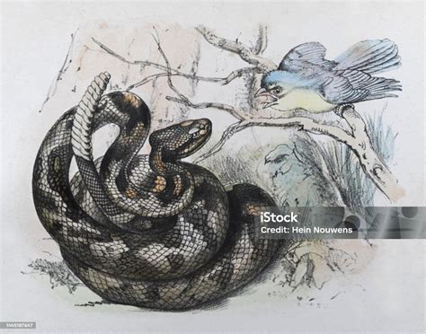 Crotale Damérique Du Sud Ou Crotale Tropical Illustration Couleur