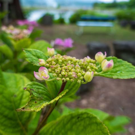 Spring Hydrangea Care What To Do Now For Big Blooms