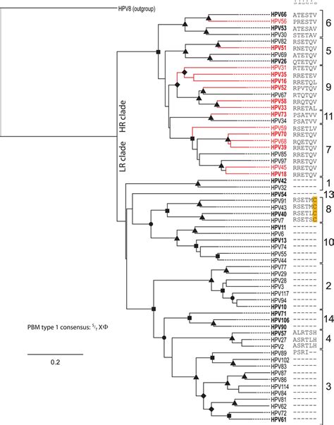 Presence Of C Terminal Pdz Binding Motif Is Correlated With Download Scientific Diagram