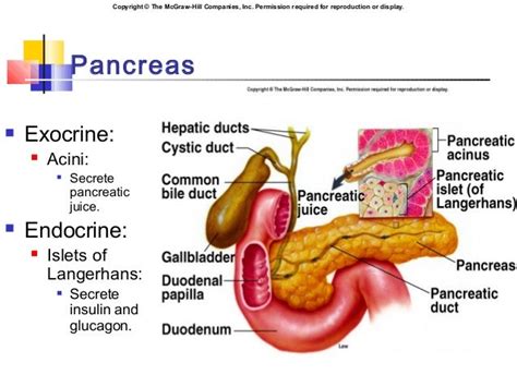The Exocrine Functions Of The Pancreas