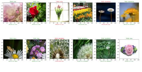 Flower Recognition With Python Dev Community