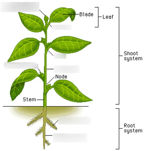 Basic Plant Anatomy Diagram Quizlet
