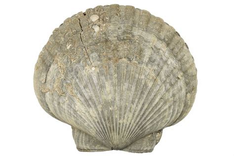 52 Pliocene Fossil Scallop Pecten Florida 189098 For Sale