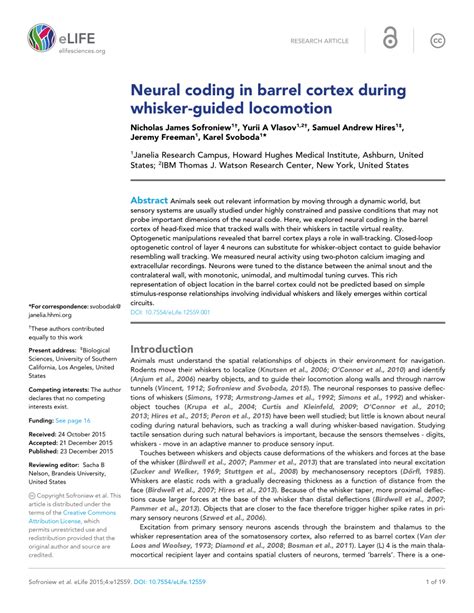 Pdf Neural Coding In Barrel Cortex During Whisker Guided Locomotion