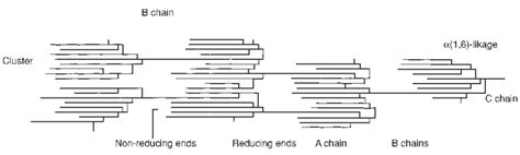 10 Amylopectin Cluster Model Showing The Organization Of The Download Scientific Diagram