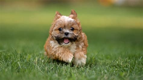 Los Perros De Diseño Son Una Creciente Preocupación Infobae