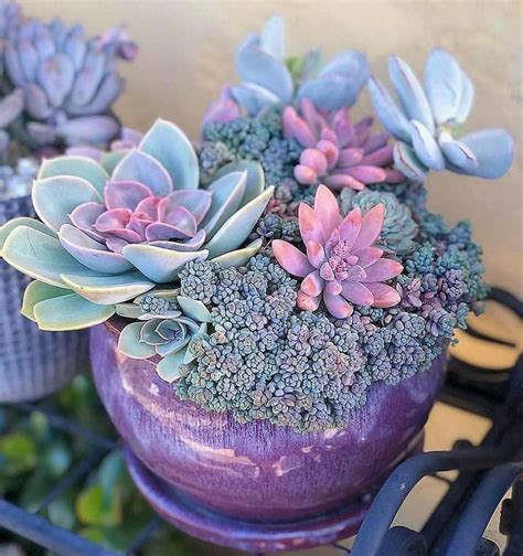 Rare Mini Succulents 🌵🌵🌵🌸 For Your Cactus Garden Purple Succulent