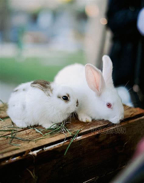 Thỏ đẻ Trứng Hay đẻ Con Loài Thỏ đẻ Trứng Duy Nhất Trên Tg Thiết Bị