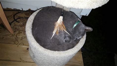 Henry Sleeping By Dracoawesomeness On Deviantart