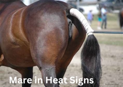 Female Horse In Heat
