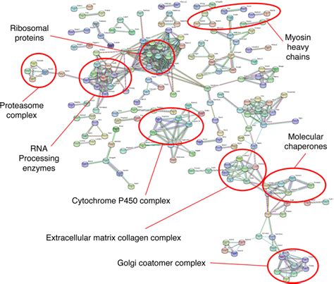 Bioinformatics Analysis Of Potential Interaction Patterns Of Increased