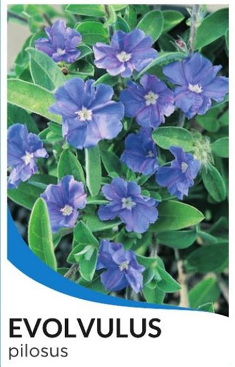 Blue Eyes Evolvulus Pilosus