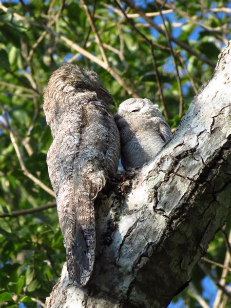 Mãe Da Lua Gigante 12087 Biofaces Bring Nature Closer